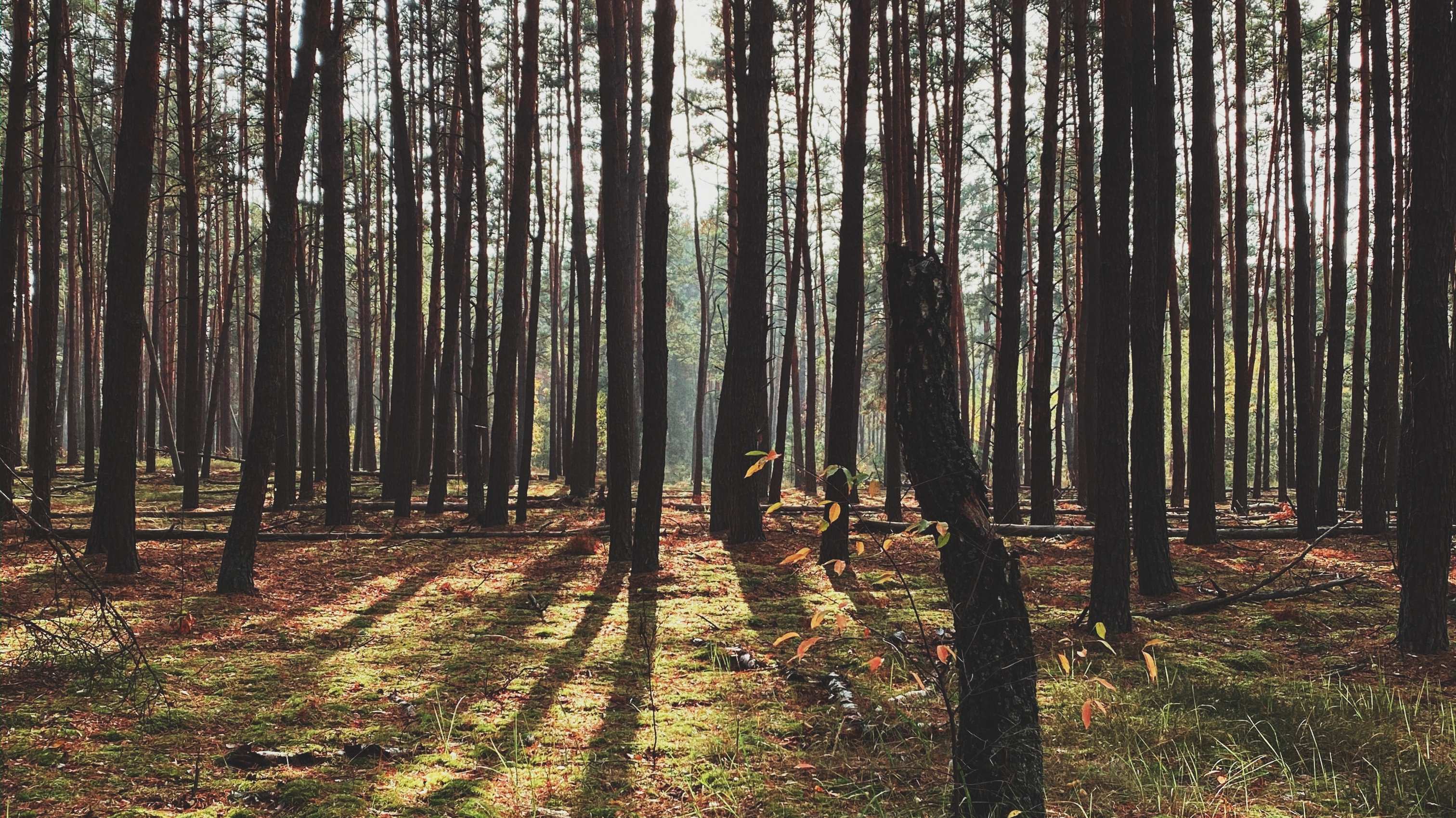 The best forests near London | Blog | Zipcar