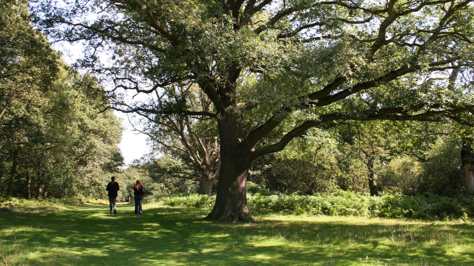 The best forests near London | Blog | Zipcar