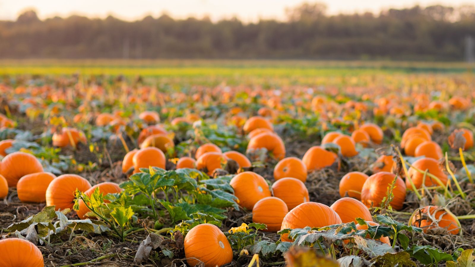 The best Pumpkin Picking Farms near London | Zipcar