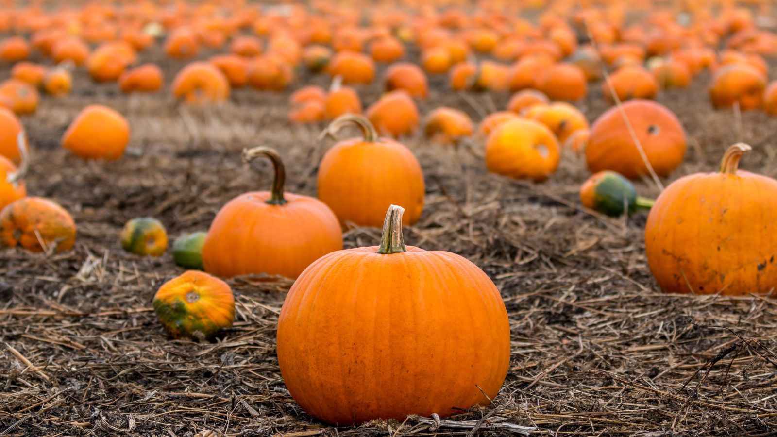 The best Pumpkin Picking Farms near London | Zipcar