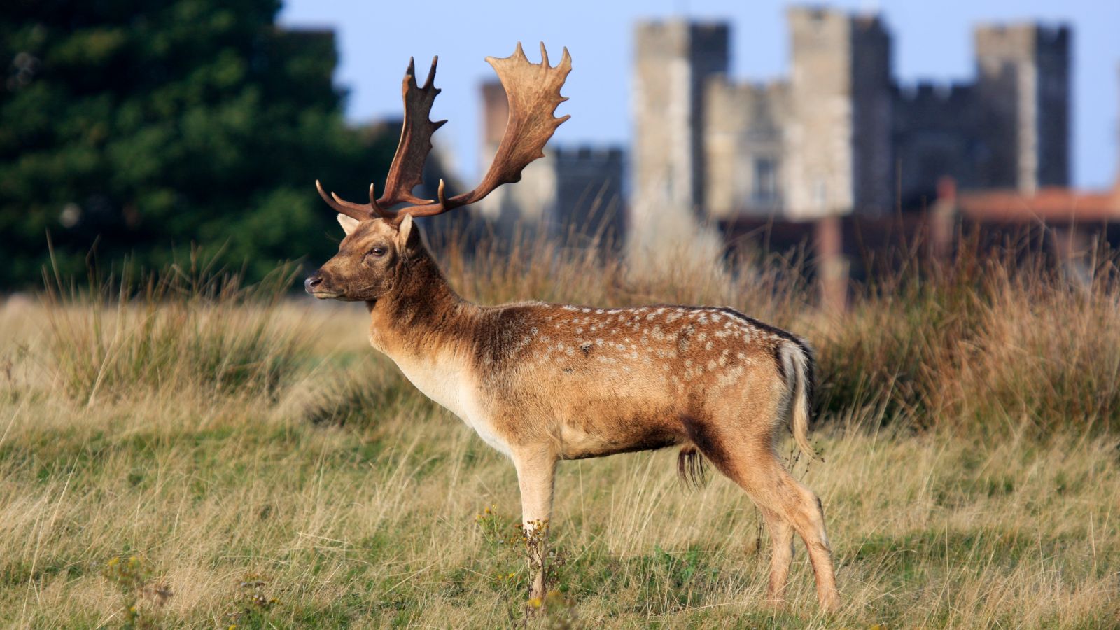 The Best Parks In London To See Deer | Blog | Zipcar
